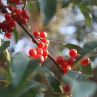 Make Jam, Not War -- Harvesting an Invasive Superfruit | Indiegogo