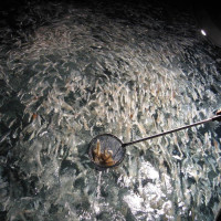 Save the Chico Fish Market! | Indiegogo