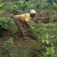 Grain Coast Organic Outgrower Network | Indiegogo