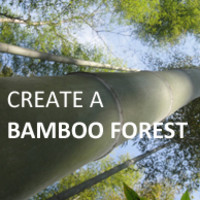 Create a Bamboo Forest | Indiegogo