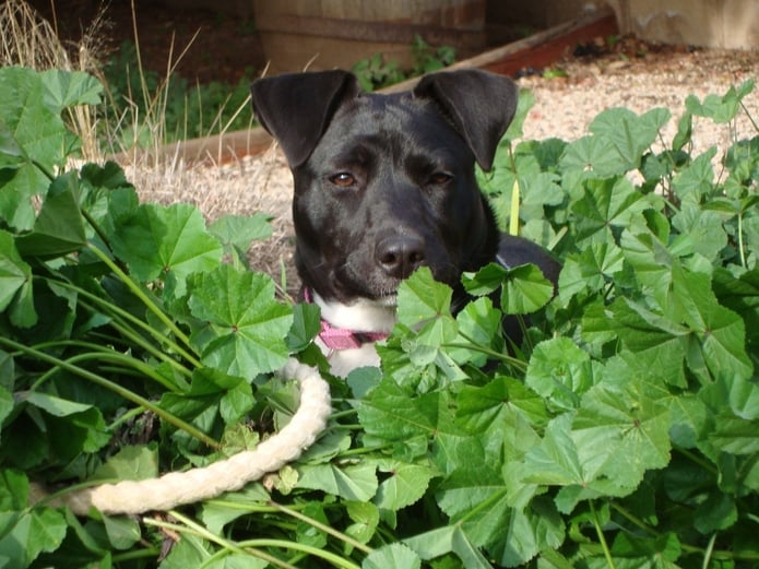Fallbrook Dog Park | Indiegogo