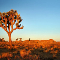 Persephone in Joshua Tree | Indiegogo