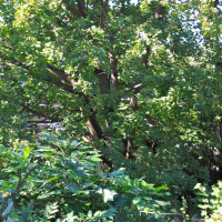 Every Tree Counts | Indiegogo