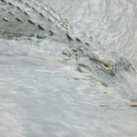 The Wild Alligators of Virginia | Indiegogo