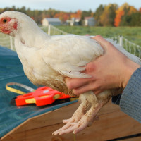 My Chicken Pilot Business | Indiegogo