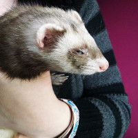 Operation Pirate Ferret: Surgery for Selenium | Indiegogo