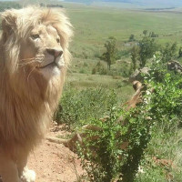 Andi Rive Loving Lions Alive | Indiegogo