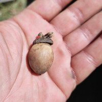 Acorns are a sustainable native superfood | Indiegogo