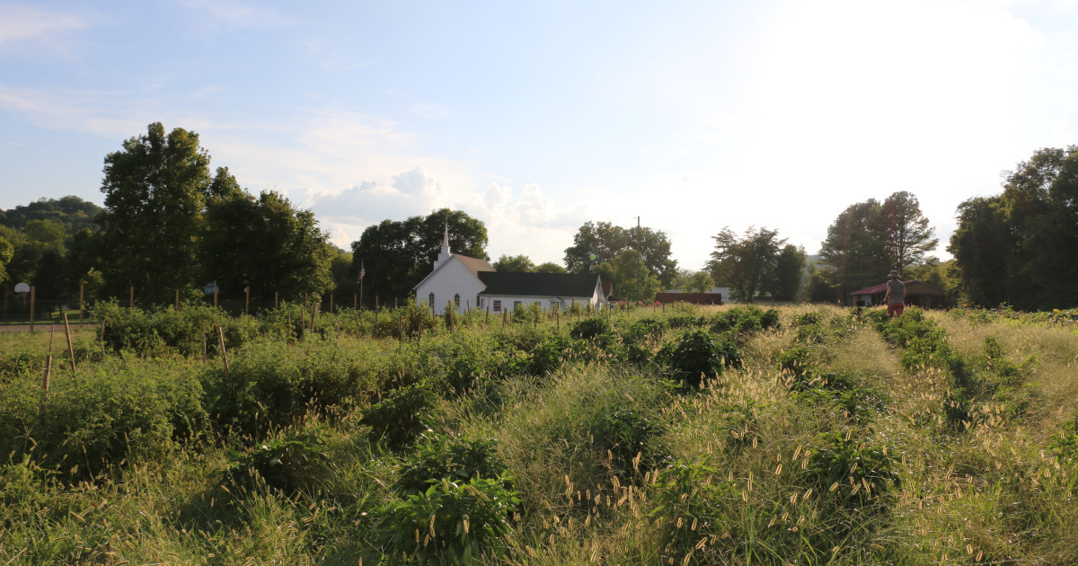Old School Farm Nashville: Project Greenhouse | Indiegogo