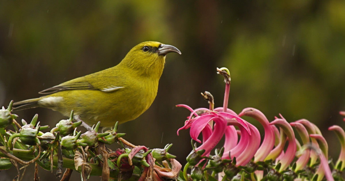 Protect Hawaii's Stunning Endangered Forest Birds | Indiegogo
