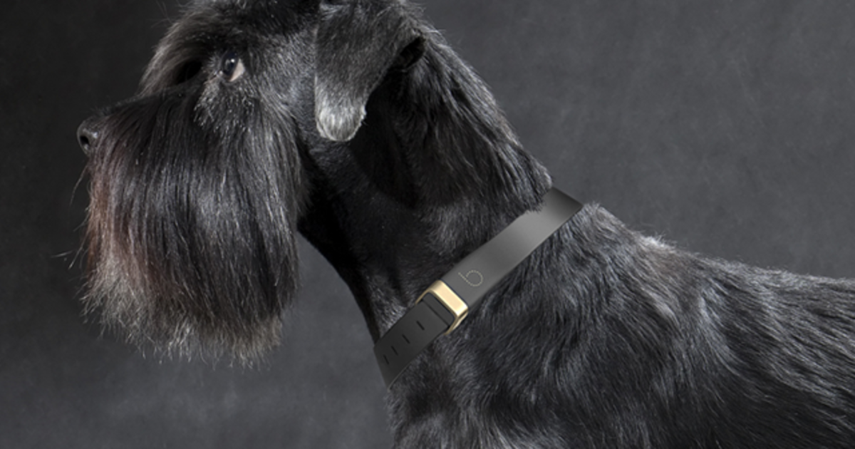 Beagard Activity Collar for dogs | Indiegogo