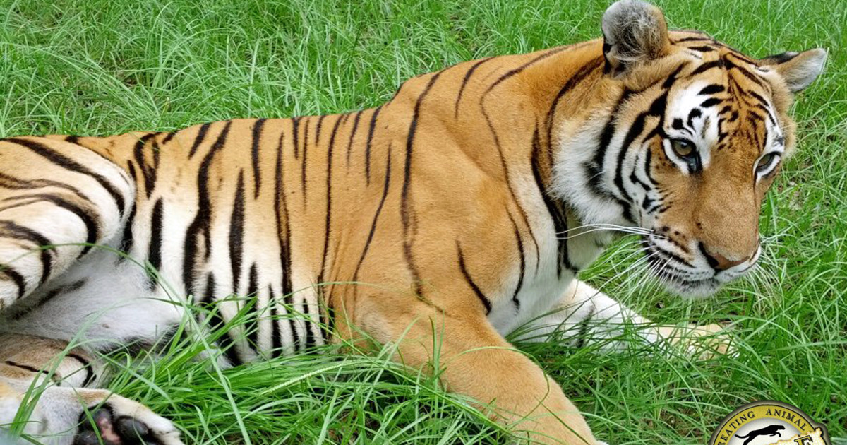 Tiger Medicine | Indiegogo