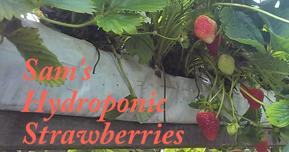 Sam's Hydroponic Strawberries | Indiegogo