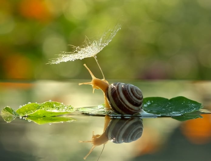 A Magical World Of Insects Photography Book | Indiegogo