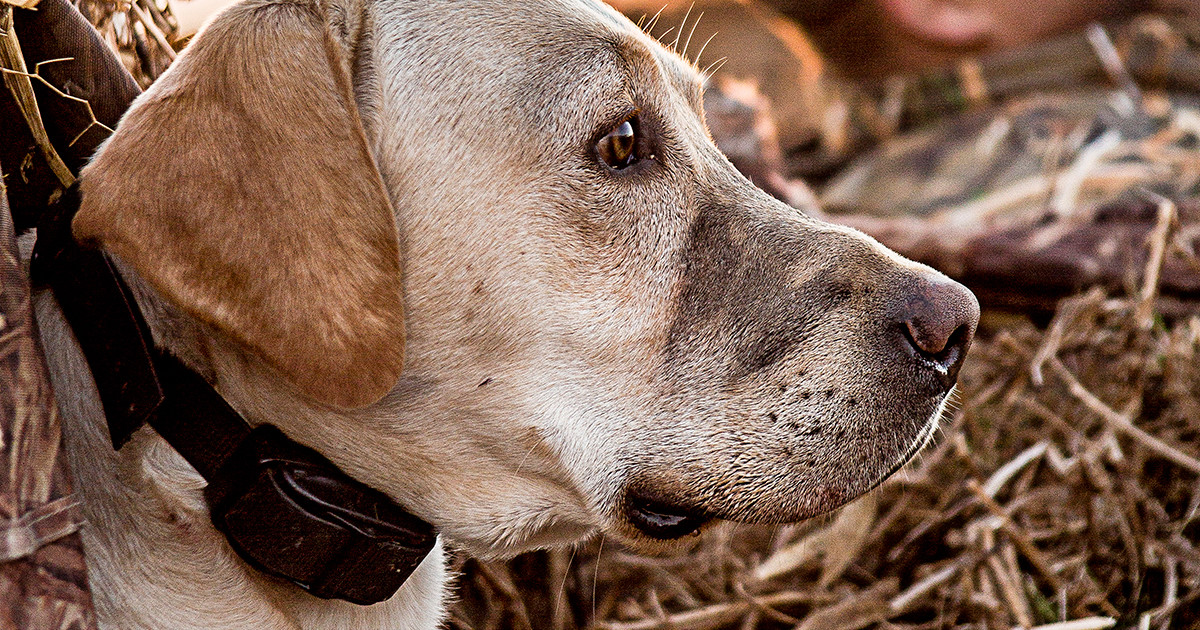 Waterfowl Evolution: Season Two | Indiegogo
