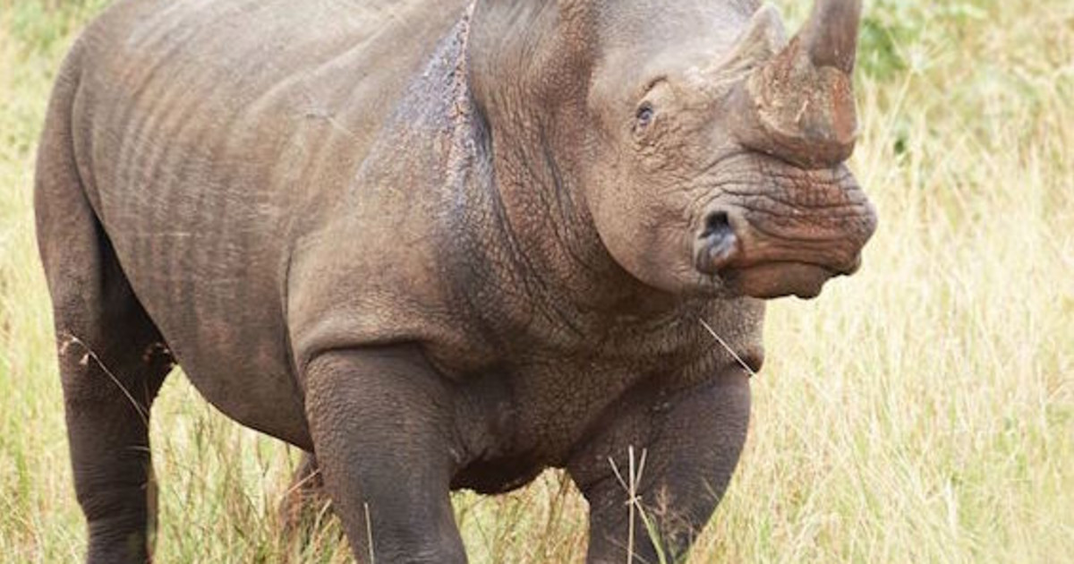 A Documentary Focusing On Rhino Poaching | Indiegogo