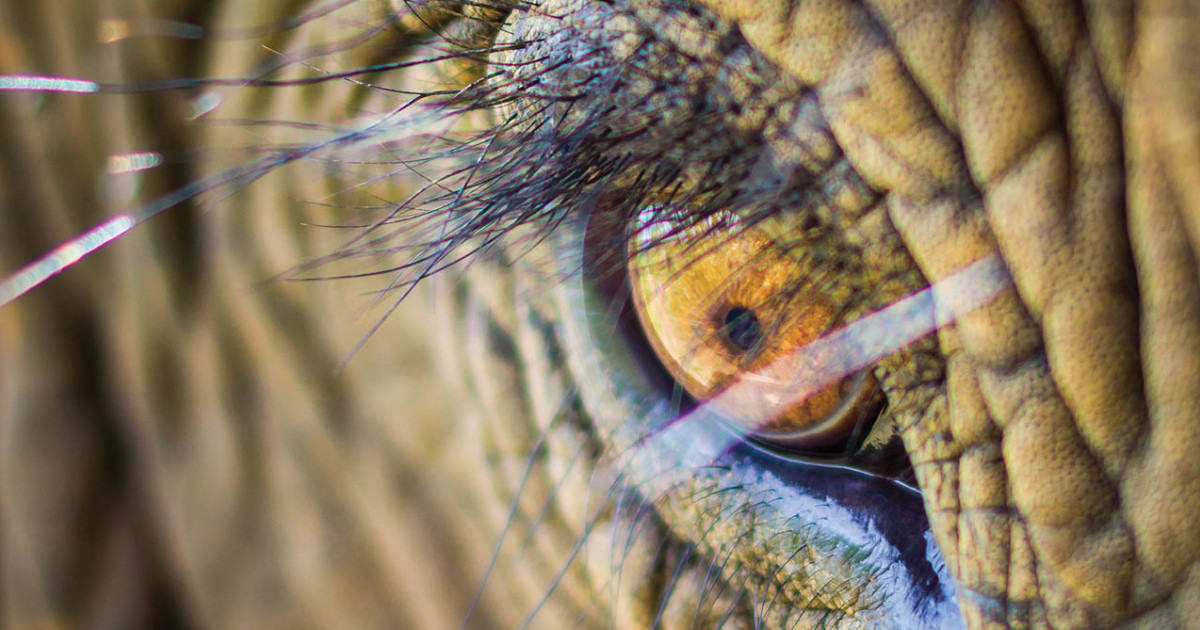 The Elephant Caravan | Indiegogo