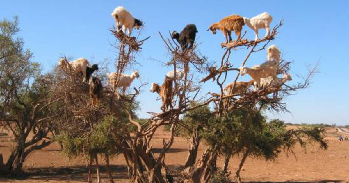 Tree Goats of Morocco | Indiegogo