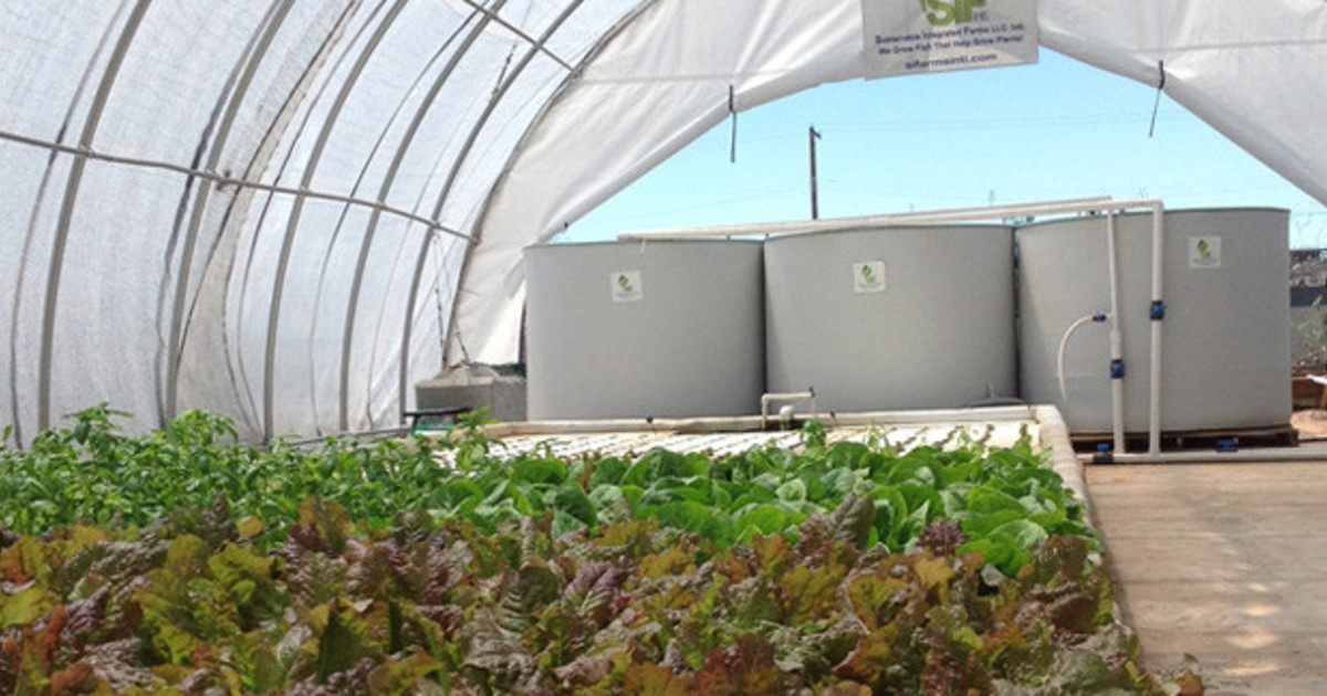 Sustainable Integrated Farms - Feeding the Hungry | Indiegogo