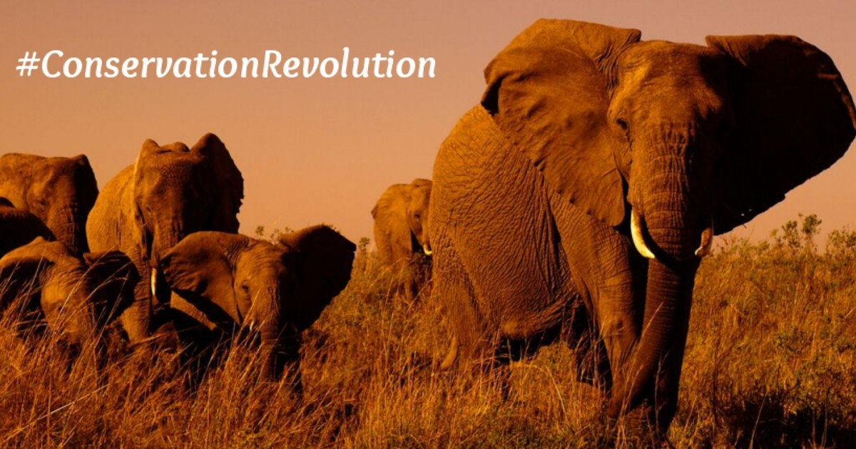 Conservation Revolution to Save Congo Rainforest | Indiegogo