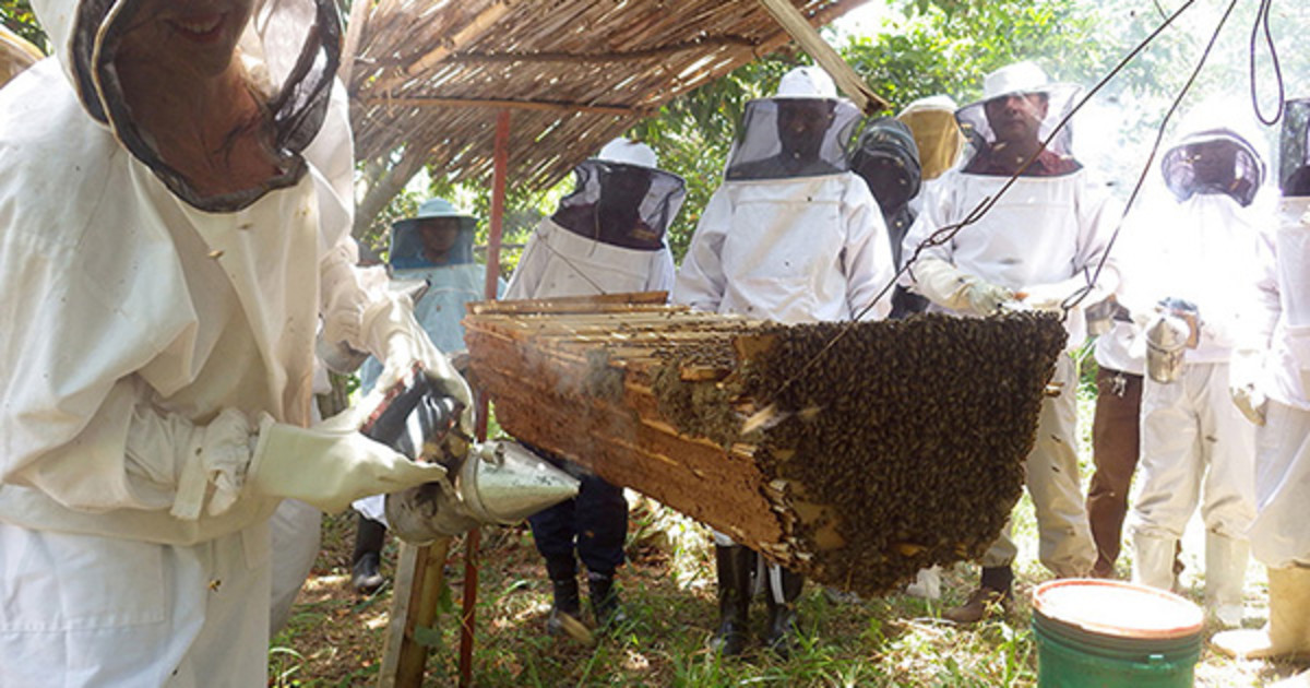 Honey Center for Ugandan rural beekeepers | Indiegogo