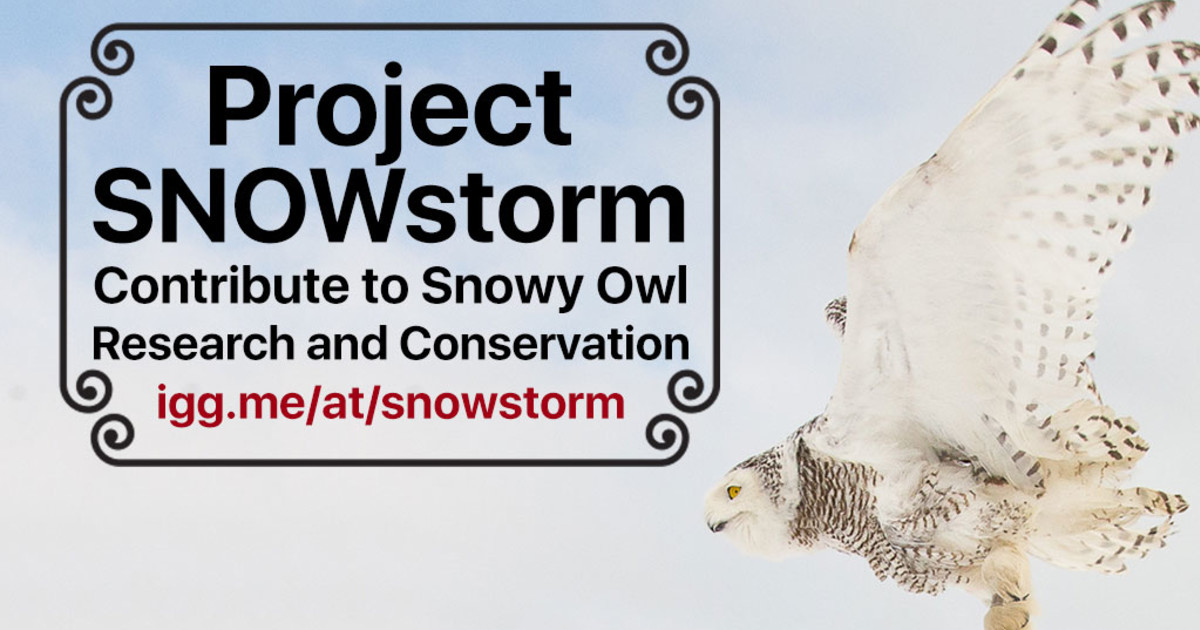 Project SNOWstorm: Funding the Future | Indiegogo