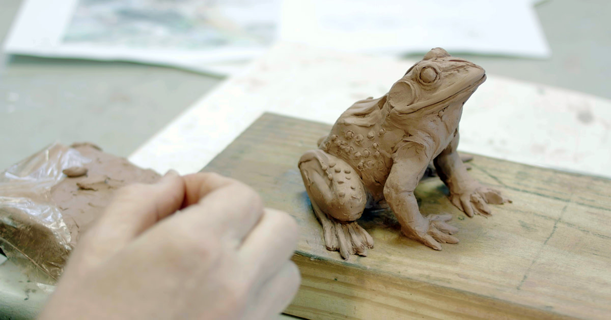 16 Frogs | Indiegogo