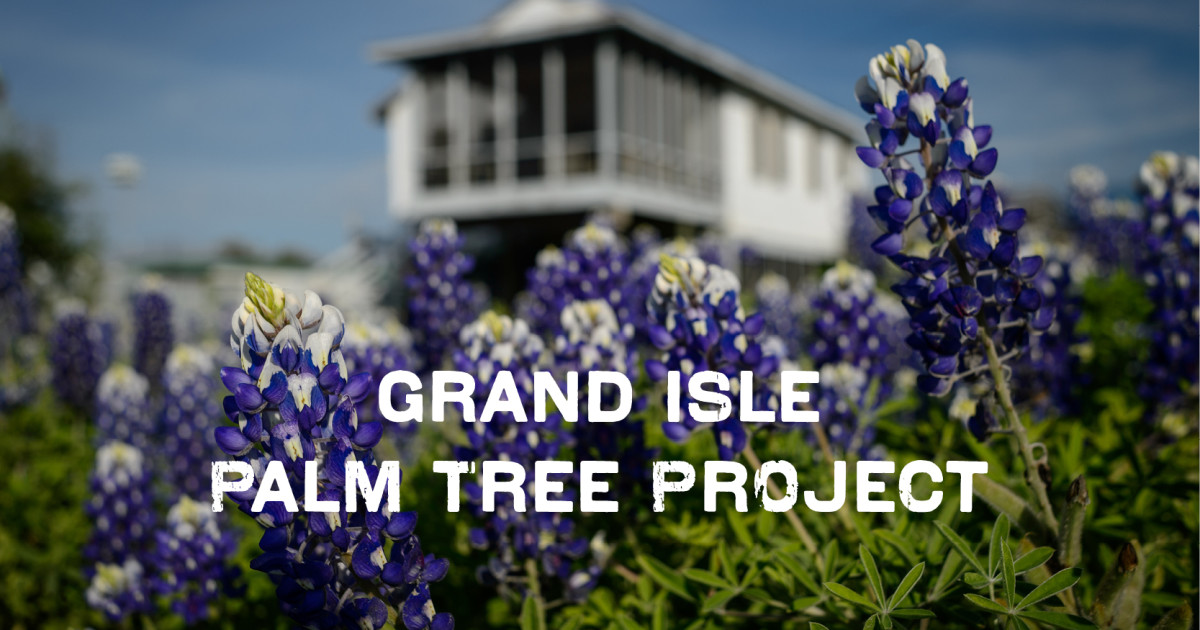 Grand Isle Palm Tree Project | Indiegogo