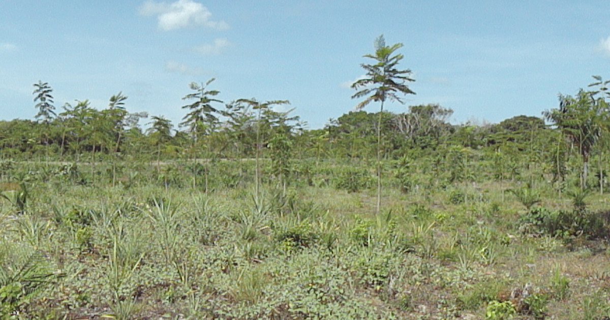 The Amazing Amazon! Help save a part of this gift | Indiegogo