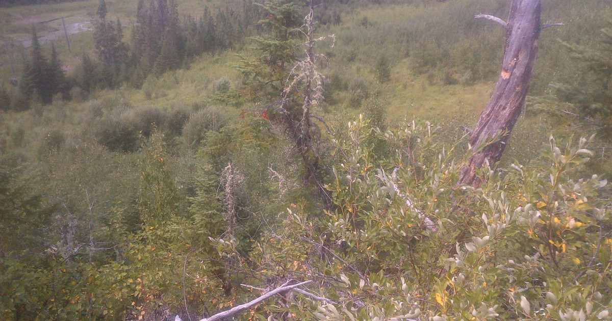 Bee Forage land restoration | Indiegogo