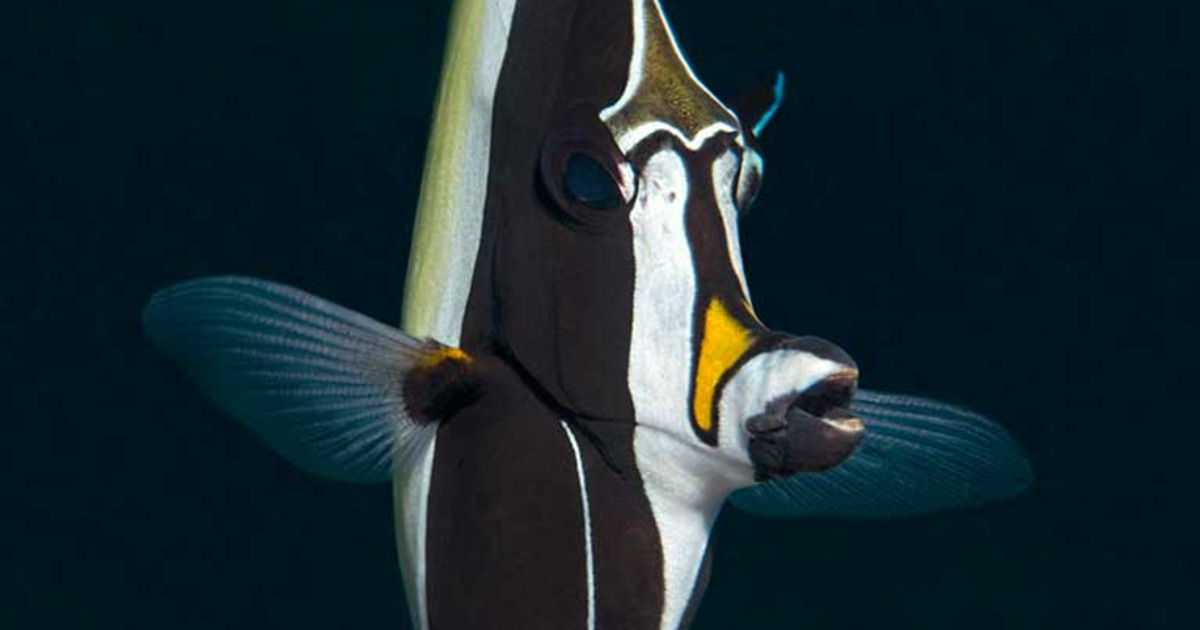 The Dark Hobby Film | Indiegogo