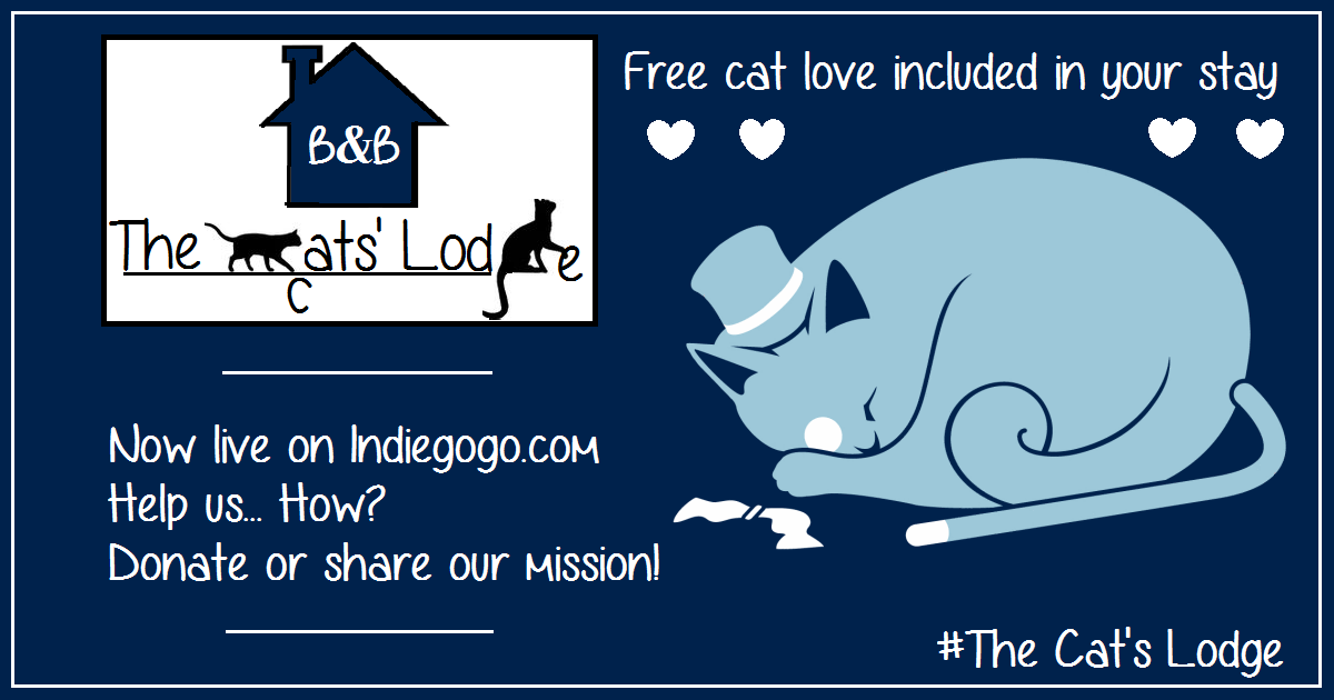 The First Cat Hotel in the world, The Cats Lodge! | Indiegogo