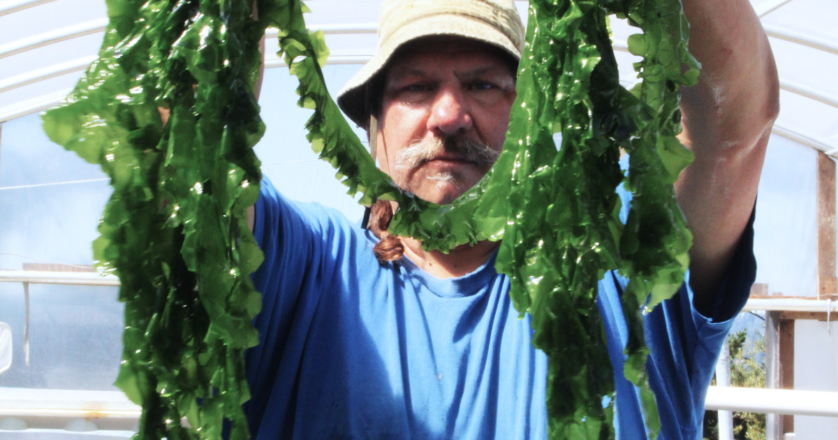 Sustainable Land Based-Modular Seaweed Systems | Indiegogo