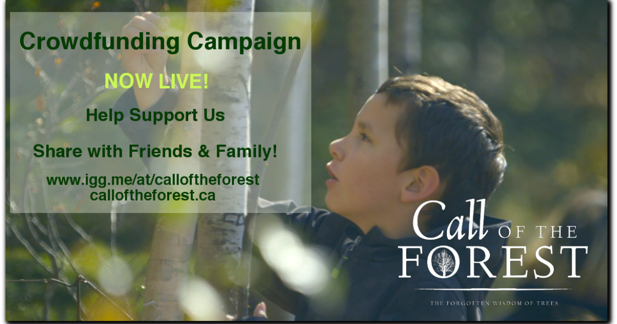 Call of the Forest: The Forgotten Wisdom of Trees | Indiegogo