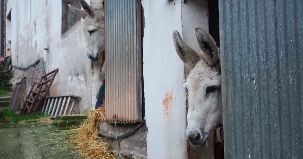 Donkey Paradise - A Documentary | Indiegogo