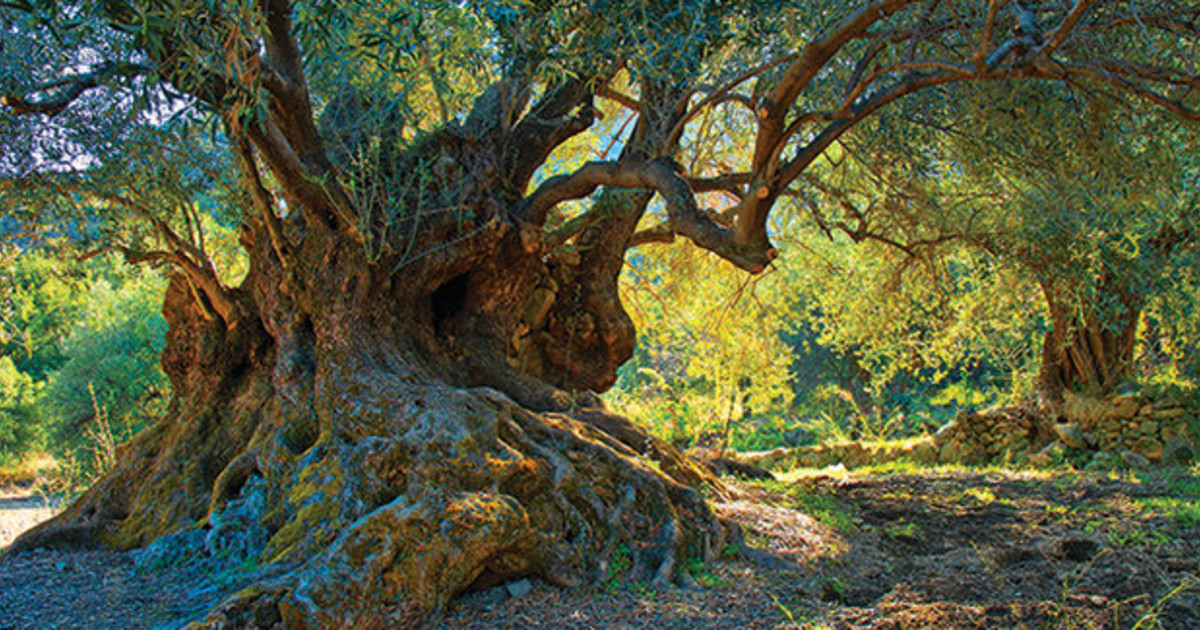 The centuries-old olive trees of Crete | Indiegogo