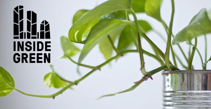 Inside Green: Greening Cities from the Inside Out | Indiegogo