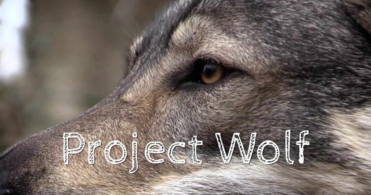 Project Wolf | Indiegogo