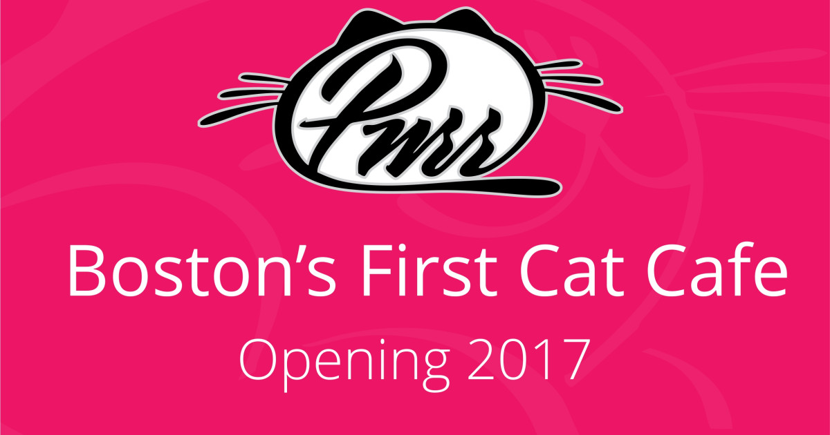 PURR Cat Cafe Boston | Indiegogo