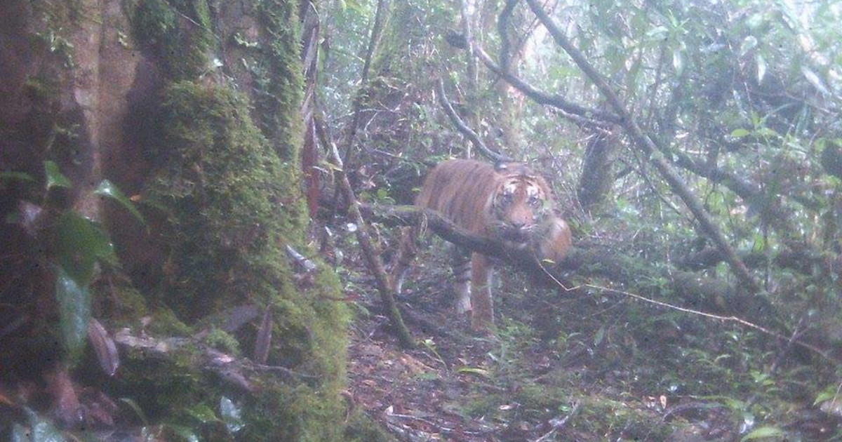 Secret Sumatra Jungle Expedition | Indiegogo