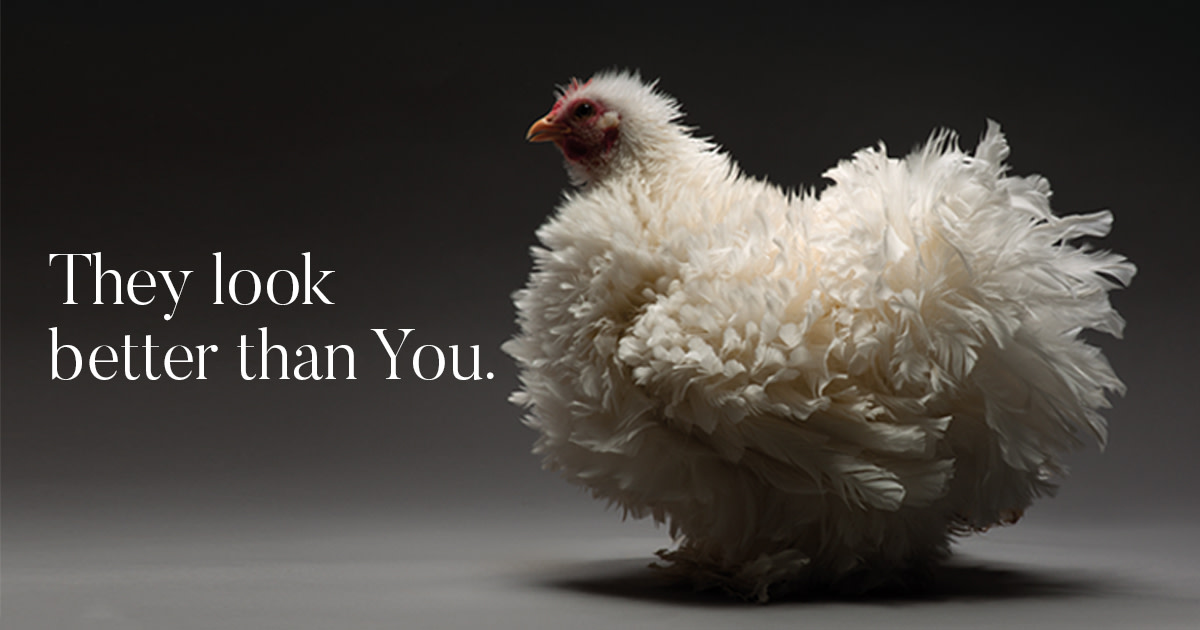 The Most Stunning Chicken Book Photos Ever Made | Indiegogo