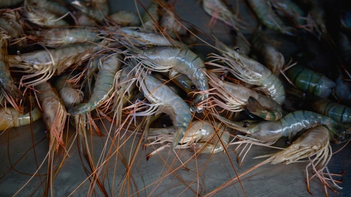 Sid: A journey into India's shrimp farms | Indiegogo