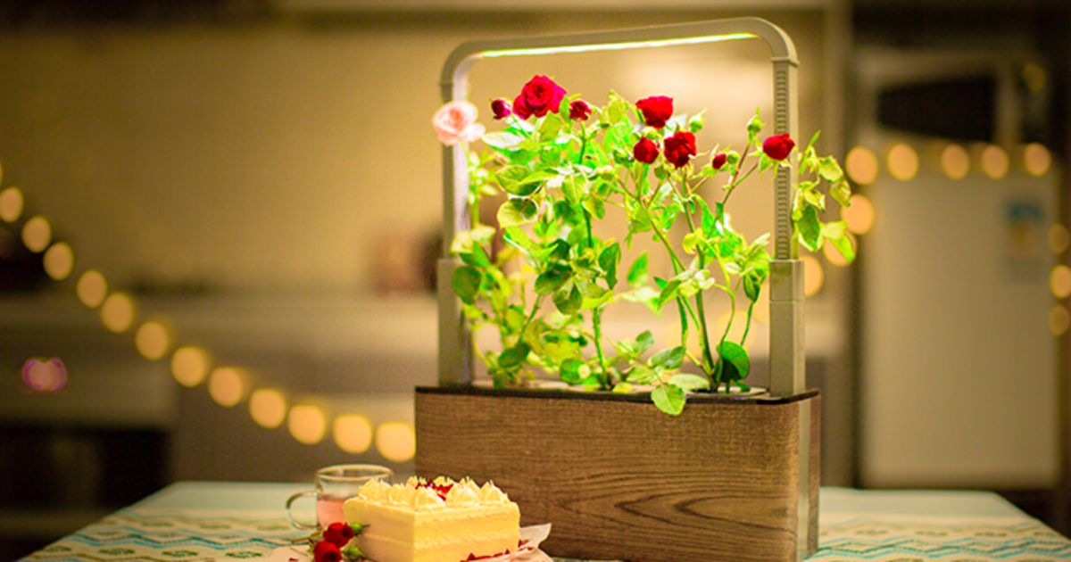 Nature Box: Smart, Simple, Renewable Indoor Garden | Indiegogo