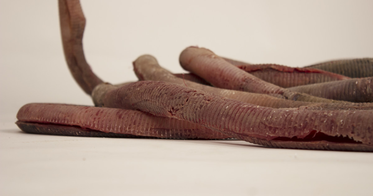 Chantel Schultz's Salem Art Works Internship | Indiegogo