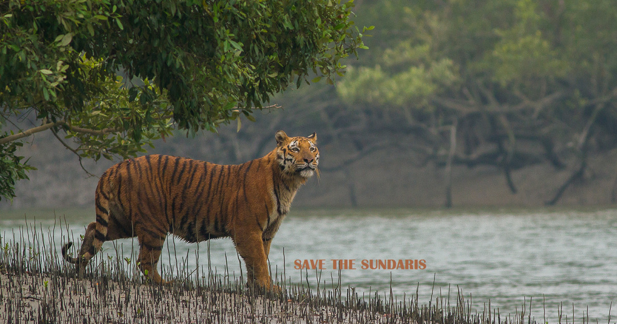 Sundari-The living Sunderbans | Indiegogo