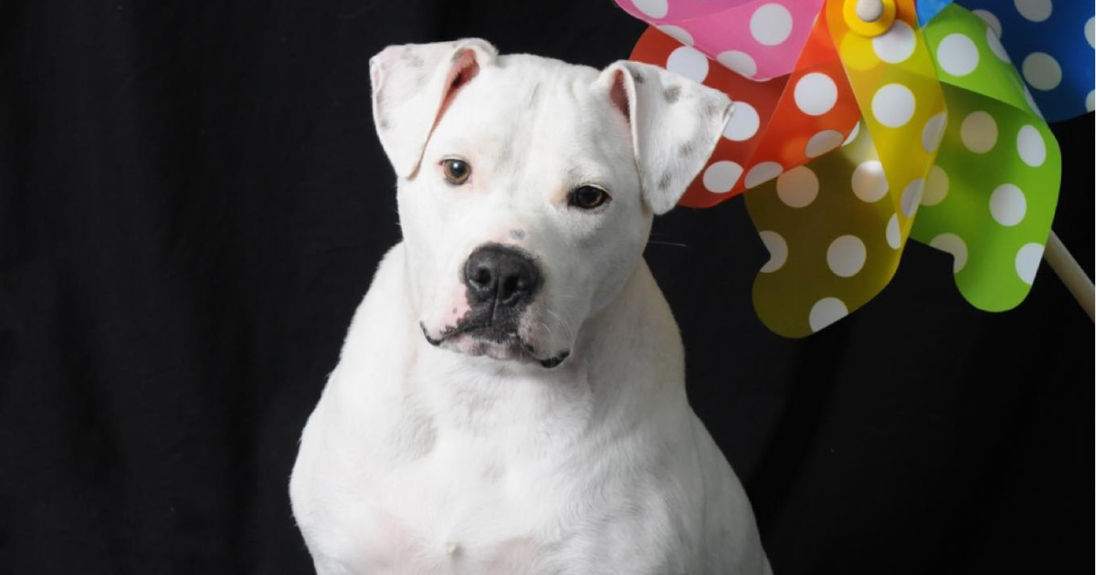 Cole the Deaf Dog Documentary | Indiegogo