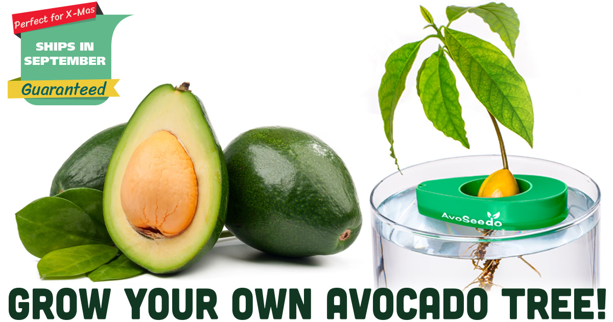 AvoSeedo Nü - Grow your own Avocado Tree! | Indiegogo