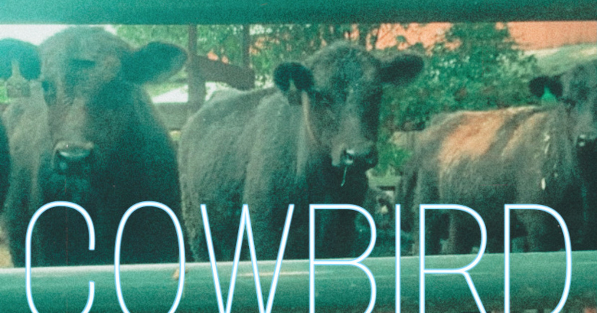 Barista Directs Horror Film About Grief | Indiegogo