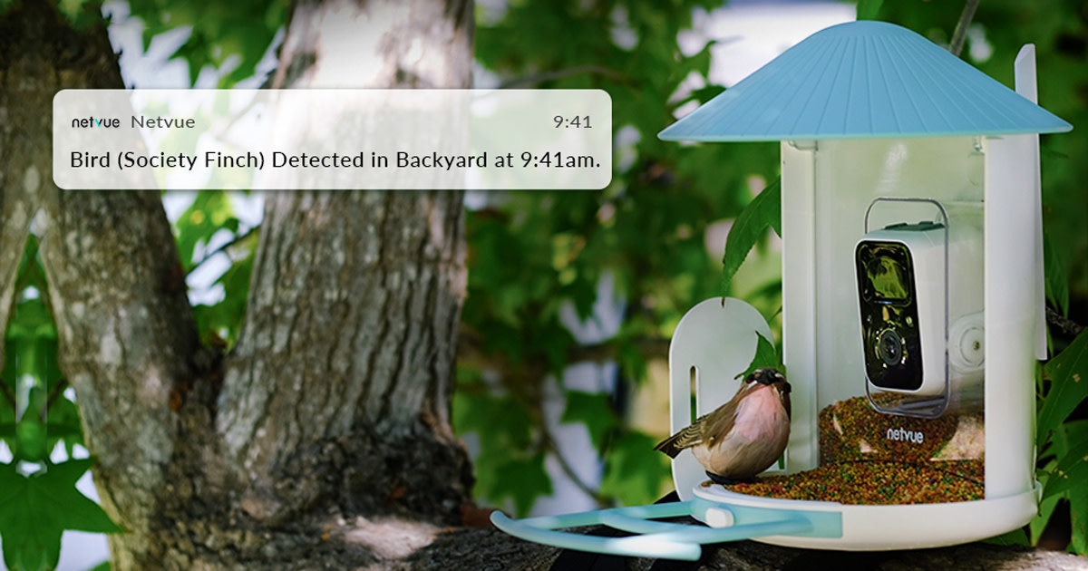 Birdfy: First Auto AI Recognition Bird Feeder Cam | Indiegogo