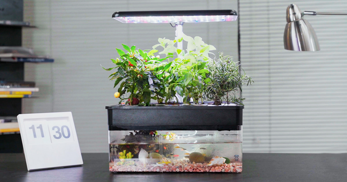 Desktop Aquarium & Hydroponics Growing System | Indiegogo